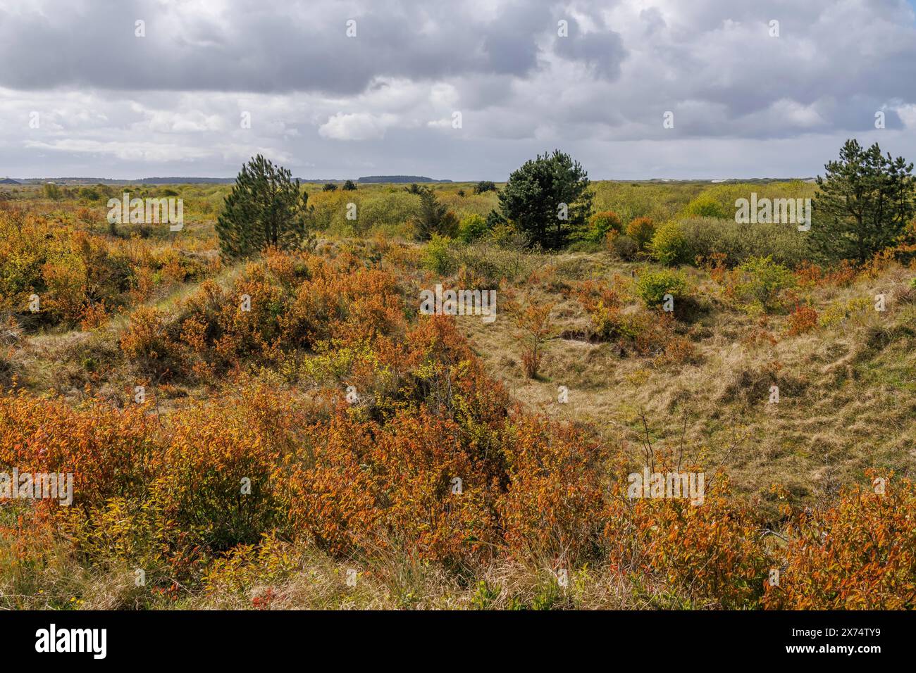 Wide landscape in the beginning of autumn, characterised by green and ...