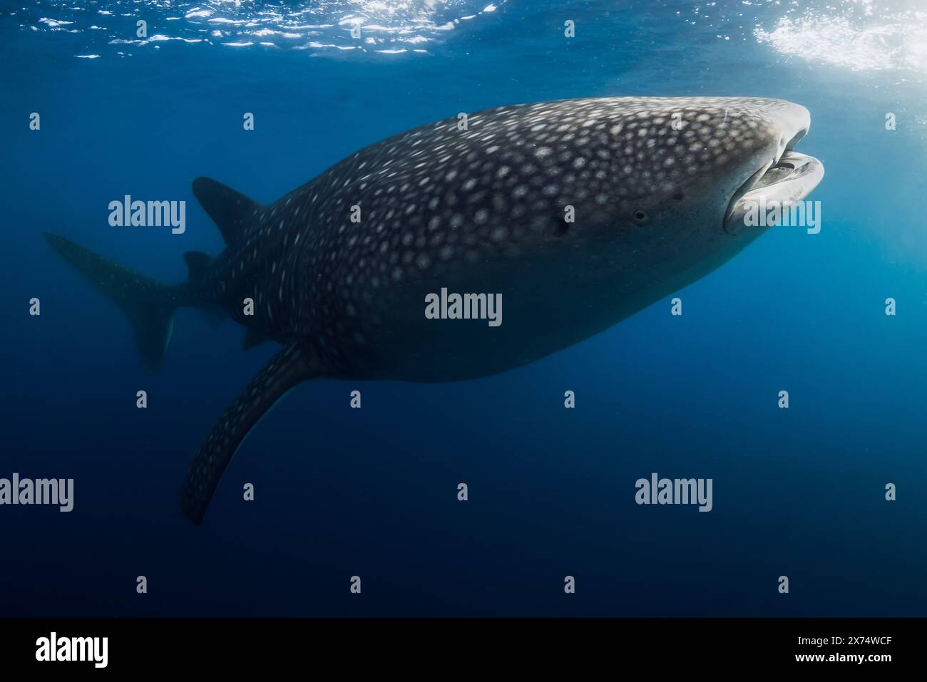 Giant Whale Shark with spot patterns in blue ocean Stock Photo - Alamy