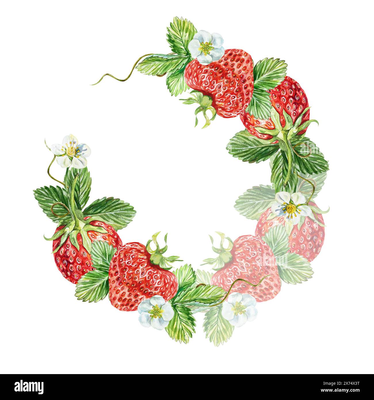 Strawberry composition semicircle. Berries, leaves and flowers. Hand ...