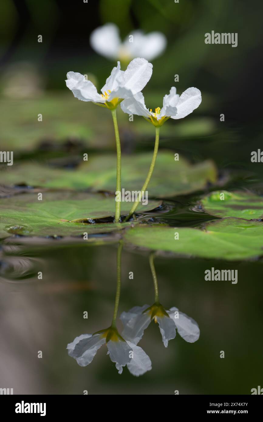 Nymphoides cristata hi-res stock photography and images - Alamy