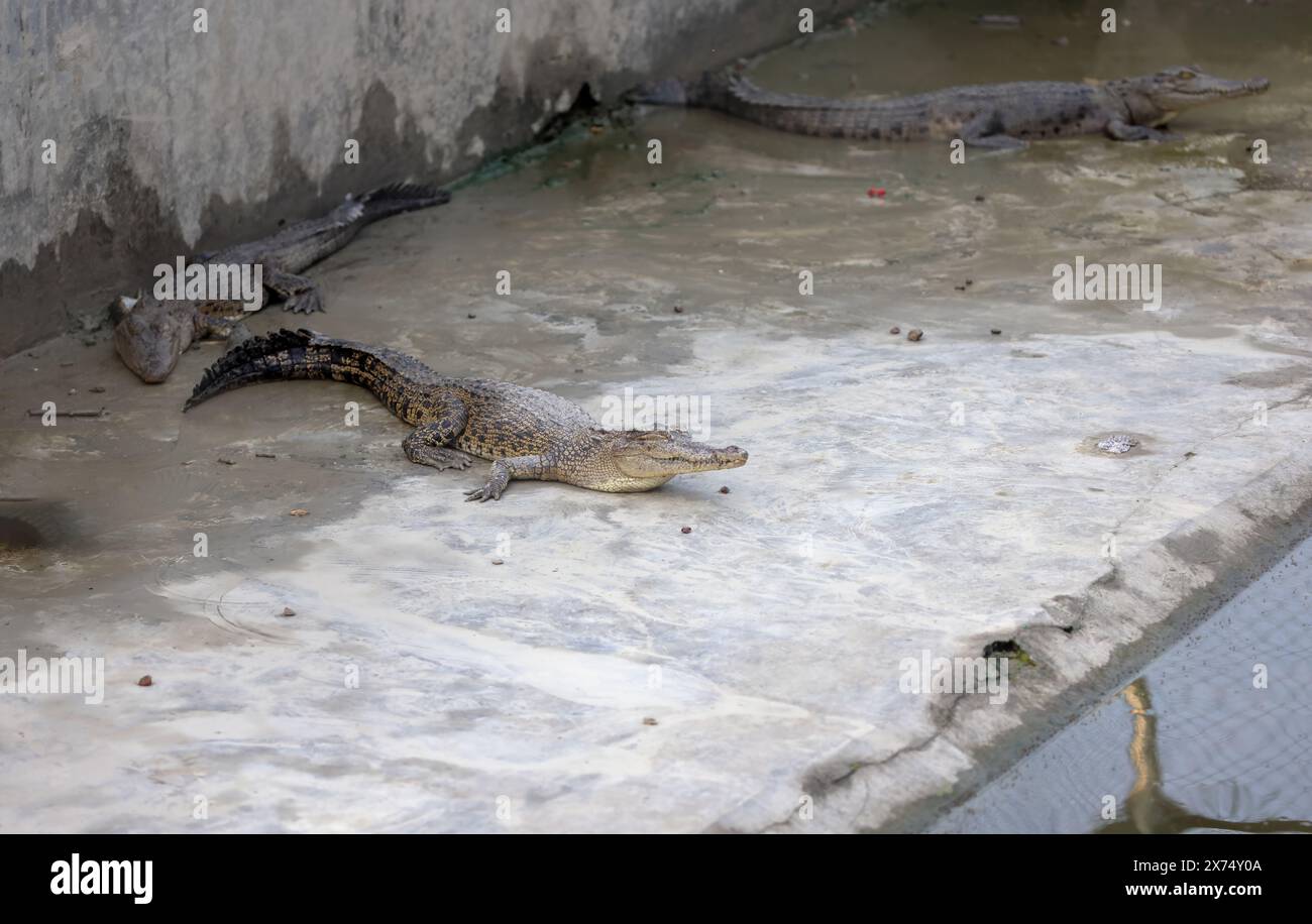 Crocodile breeding centre in the Sunderbans. this photo was taken from ...
