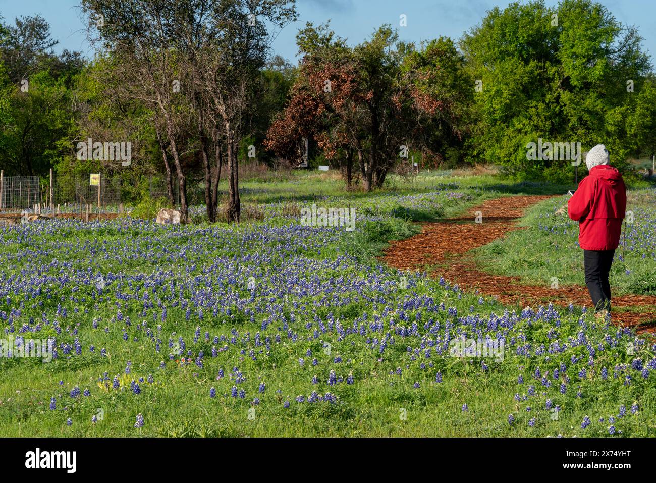 Texas bluebonnets (Lupinus texensis) and visitor on pathway at Ladybird ...