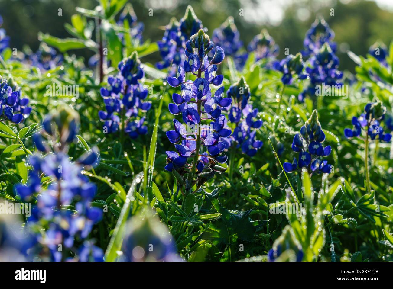 Texas bluebonnets (Lupinus texensis) at Ladybird Johnson Wildflower ...