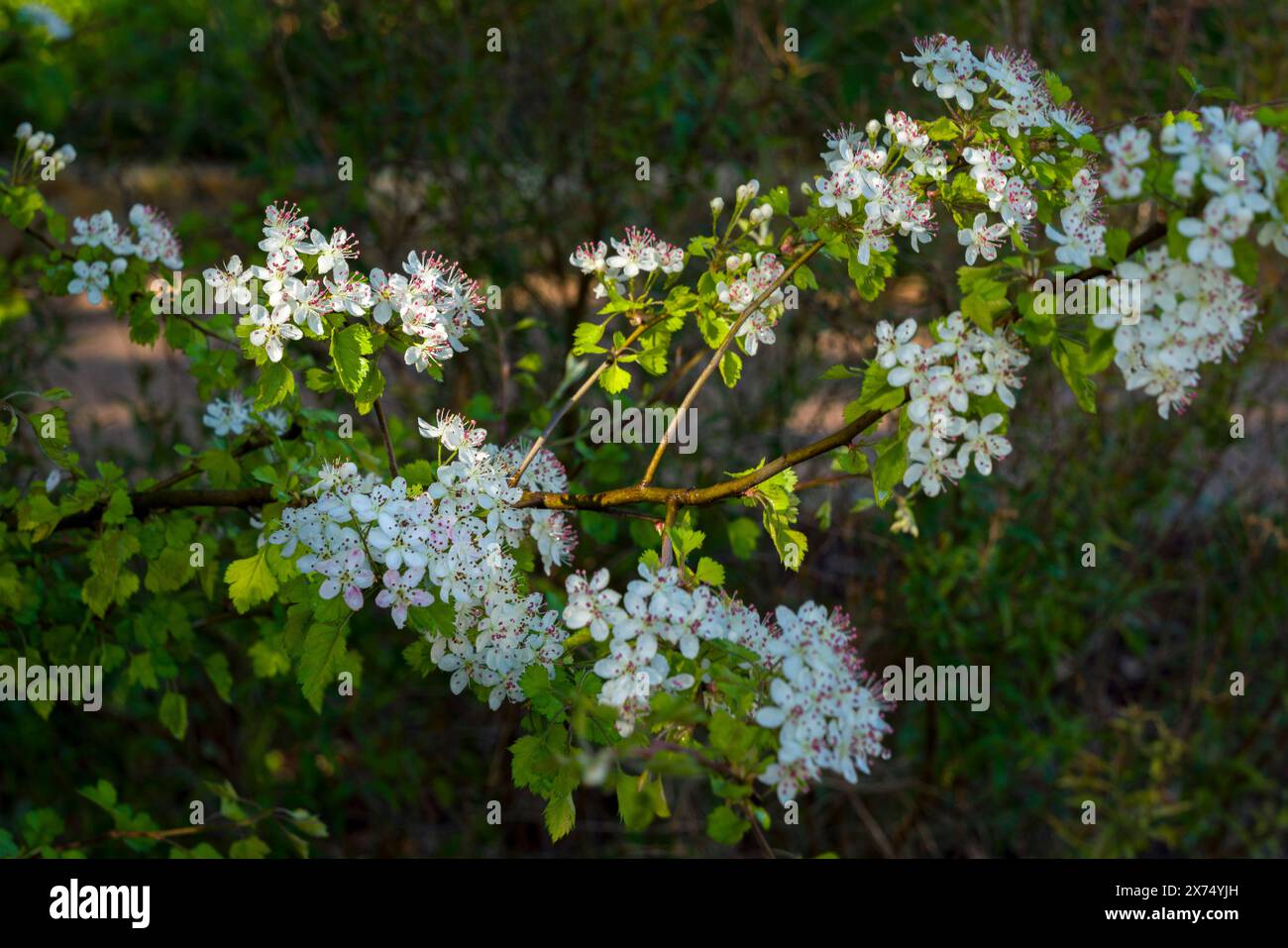 Parsleyleaf hawthorn hi-res stock photography and images - Alamy