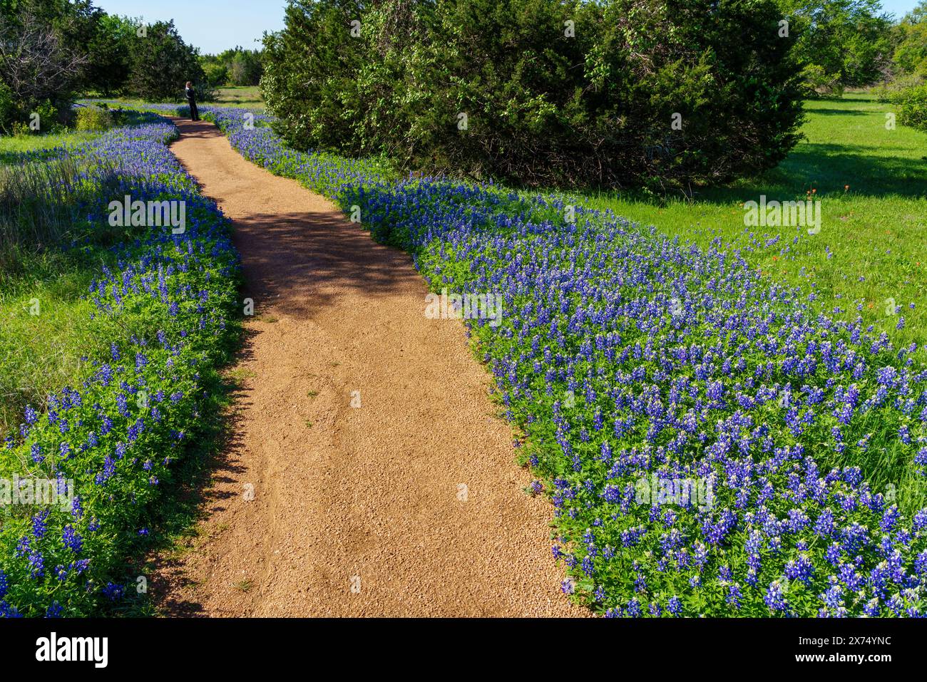 Texas bluebonnets (Lupinus texensis) and pathway at Ladybird Johnson ...