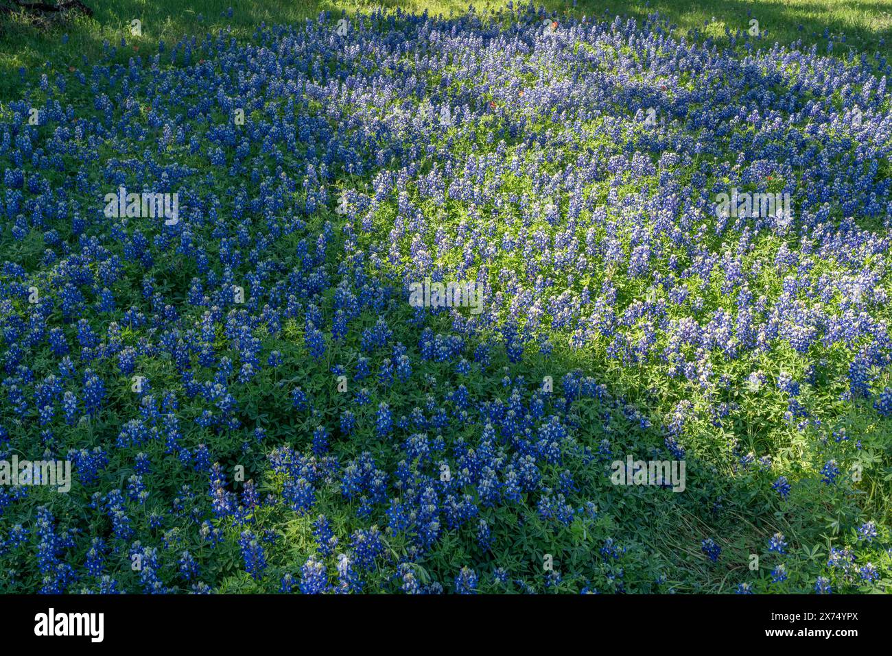 Texas bluebonnets (Lupinus texensis) at Ladybird Johnson Wildflower ...