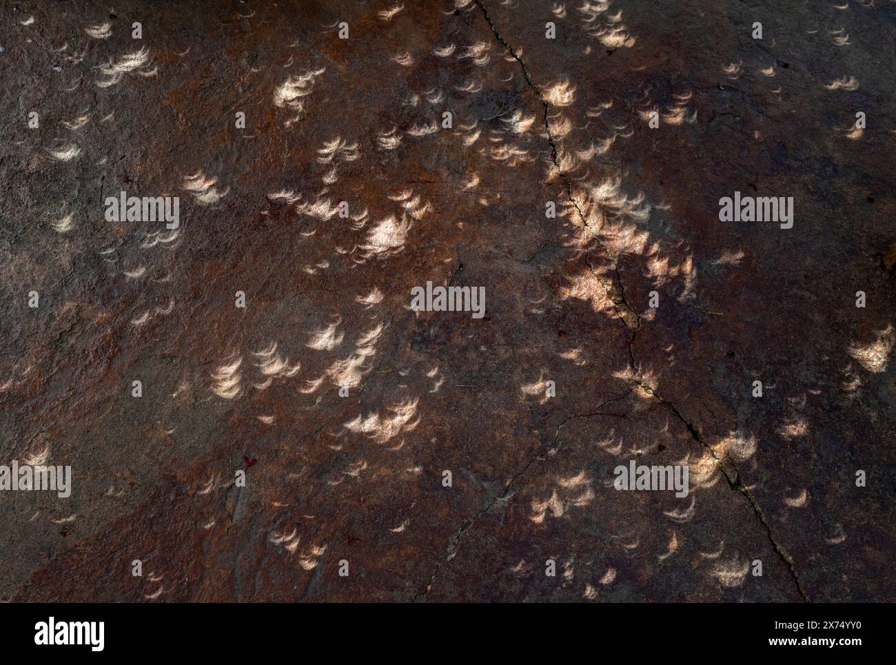 Eclipse patterns through Japanese maple leaves in Maumelle, Arkanas ...