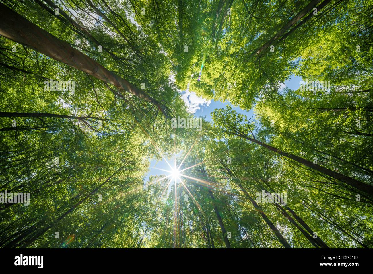 Observing the sunlight filtering through the foliage of deciduous trees ...
