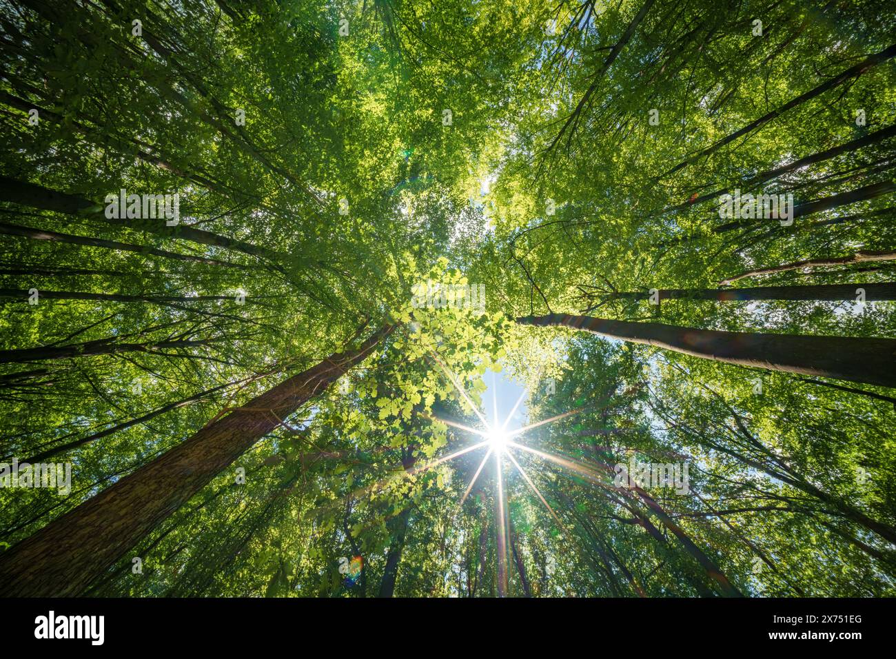 Observing the sunlight filtering through the foliage of deciduous trees ...