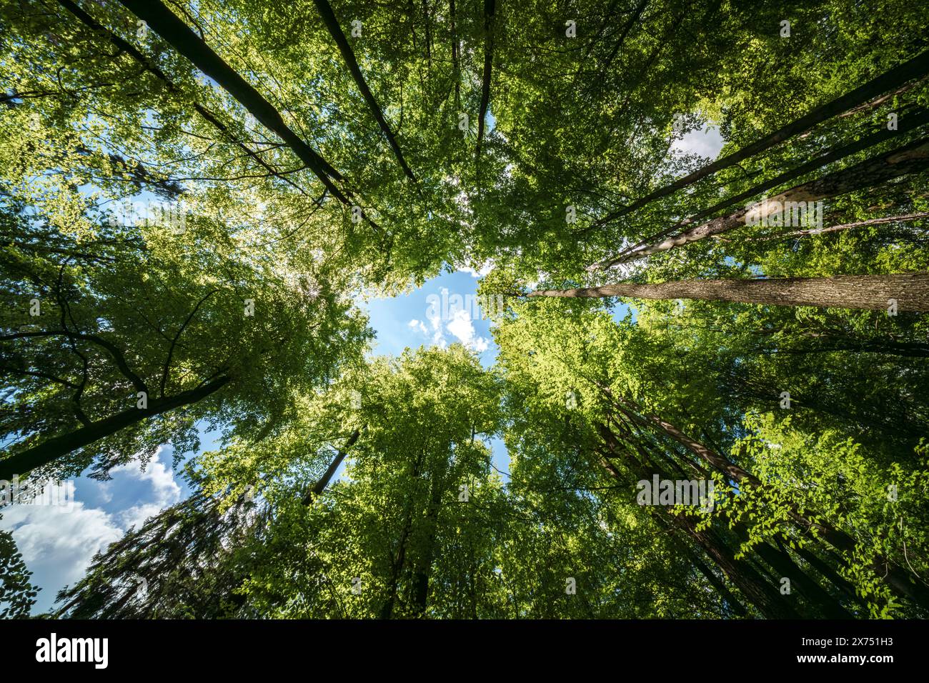 Observing the sunlight filtering through the foliage of deciduous trees ...