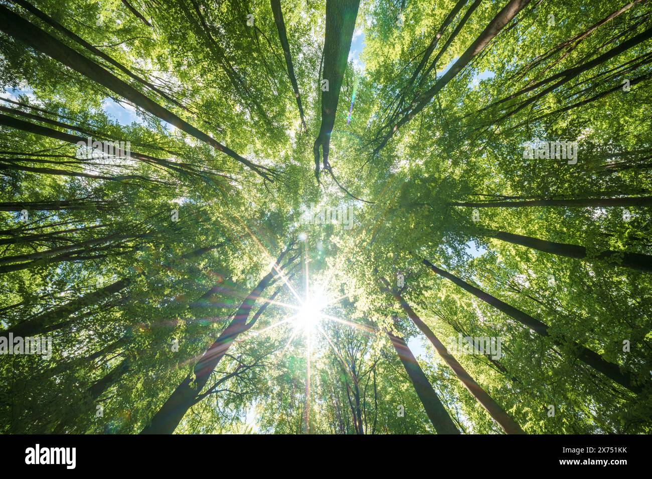 Observing the natural landscape of a deciduous forest, with the suns ...