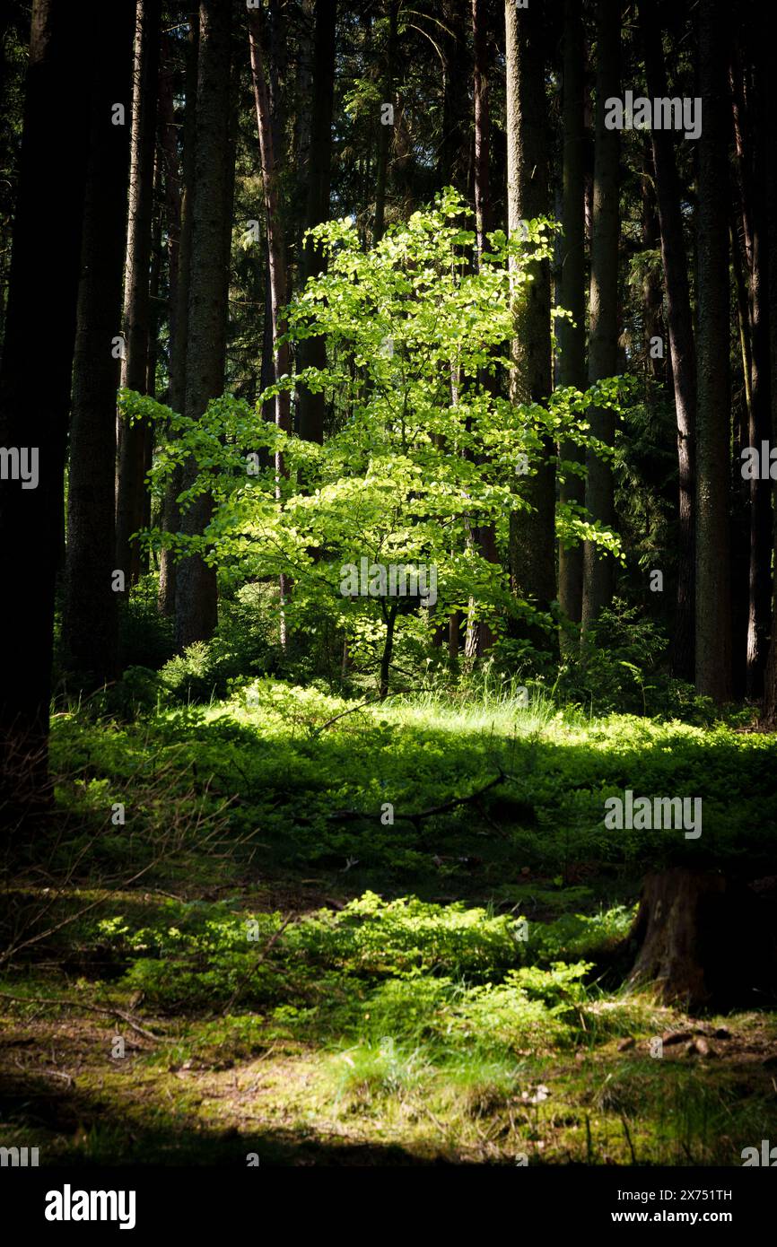 The sunlight filters through the branches of the trees in the forest ...