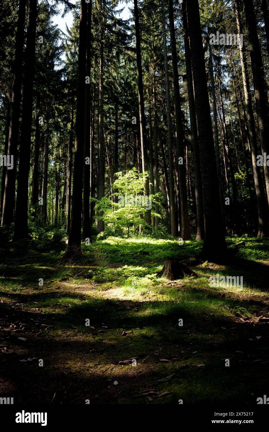 The sunlight filters through the branches of the trees in the forest ...