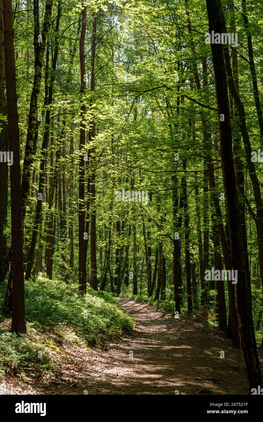 A narrow dirt path winding through a lush natural landscape of tall ...