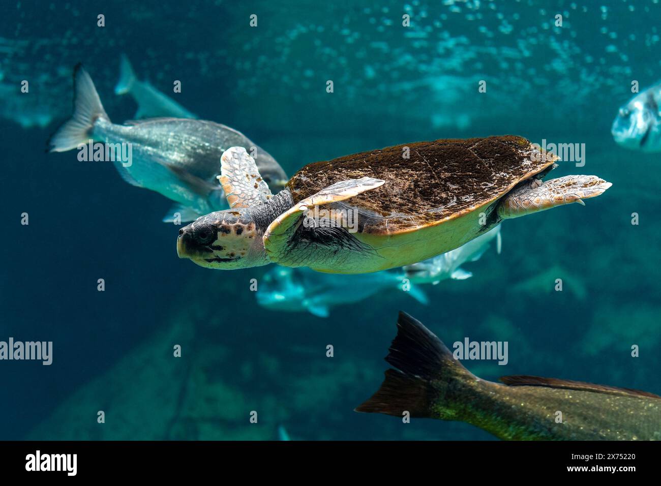 View of sea turtle swimming with fishes in sea aquarium Stock Photo - Alamy