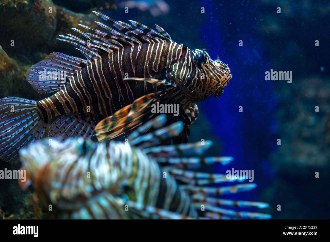 Portrait of a lionfish, or devil firefish, swimming on a blue water ...