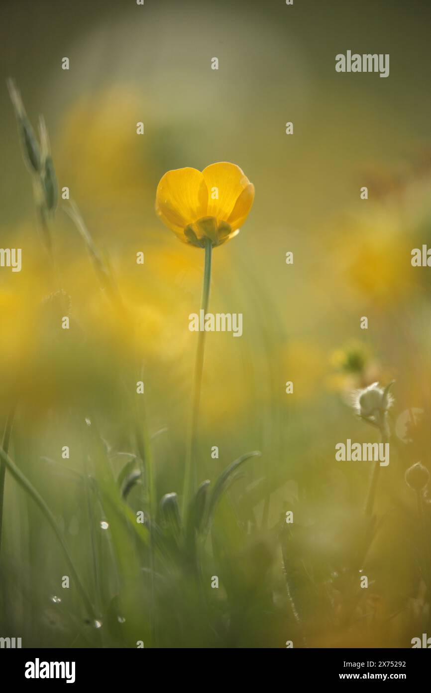 Sunlit buttercup flowers hi-res stock photography and images - Alamy