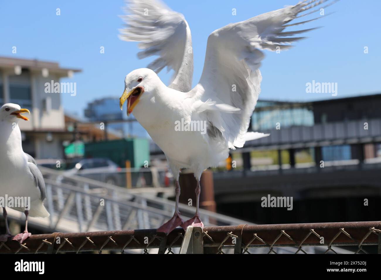 Glaucous-winged Gull (Larus glaucescens), Pier 54, Alaskan Way, Seattle, Elliott Bay, Washington ...