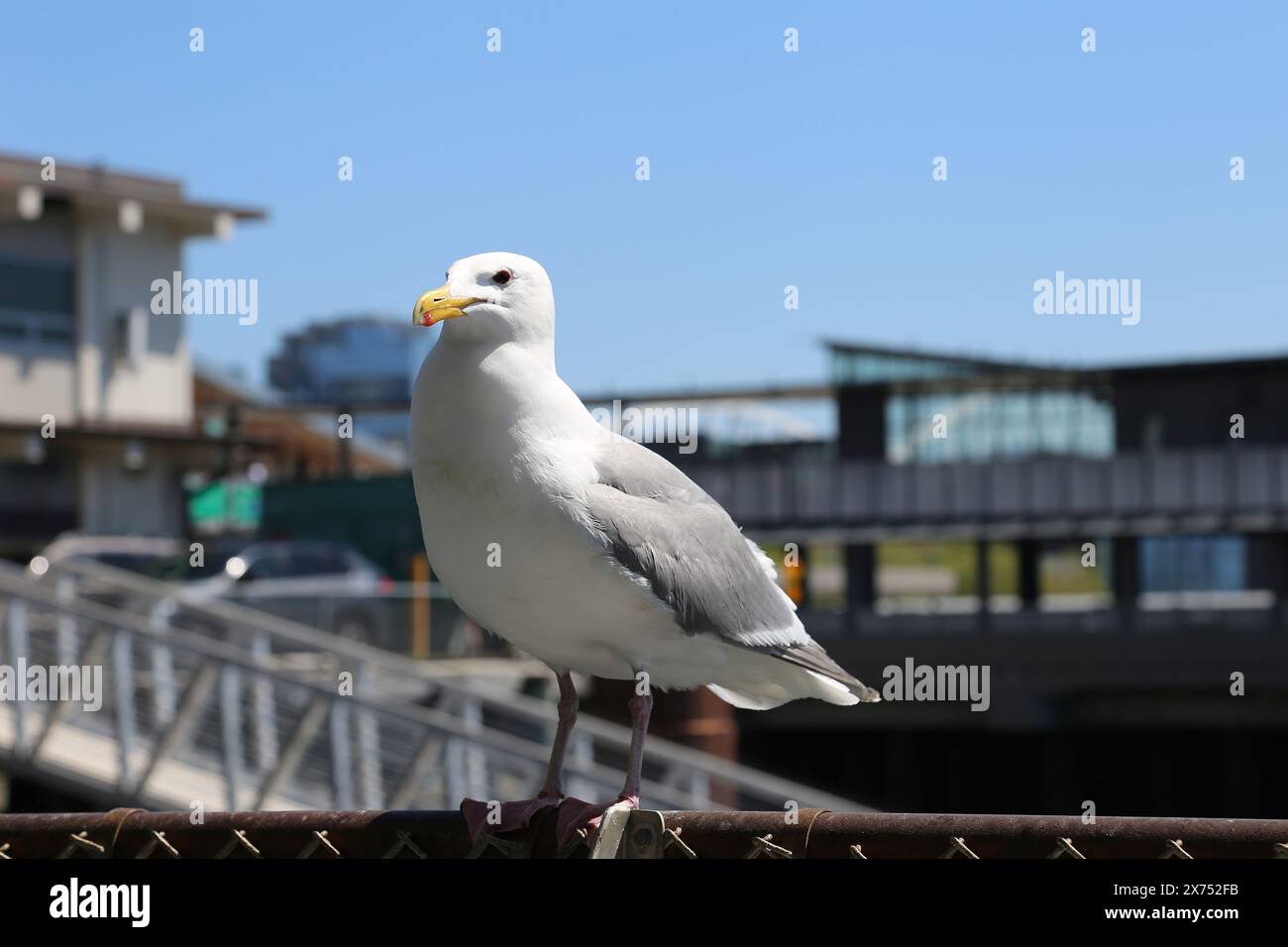 Glaucous-winged Gull (Larus glaucescens), Pier 54, Alaskan Way, Seattle ...