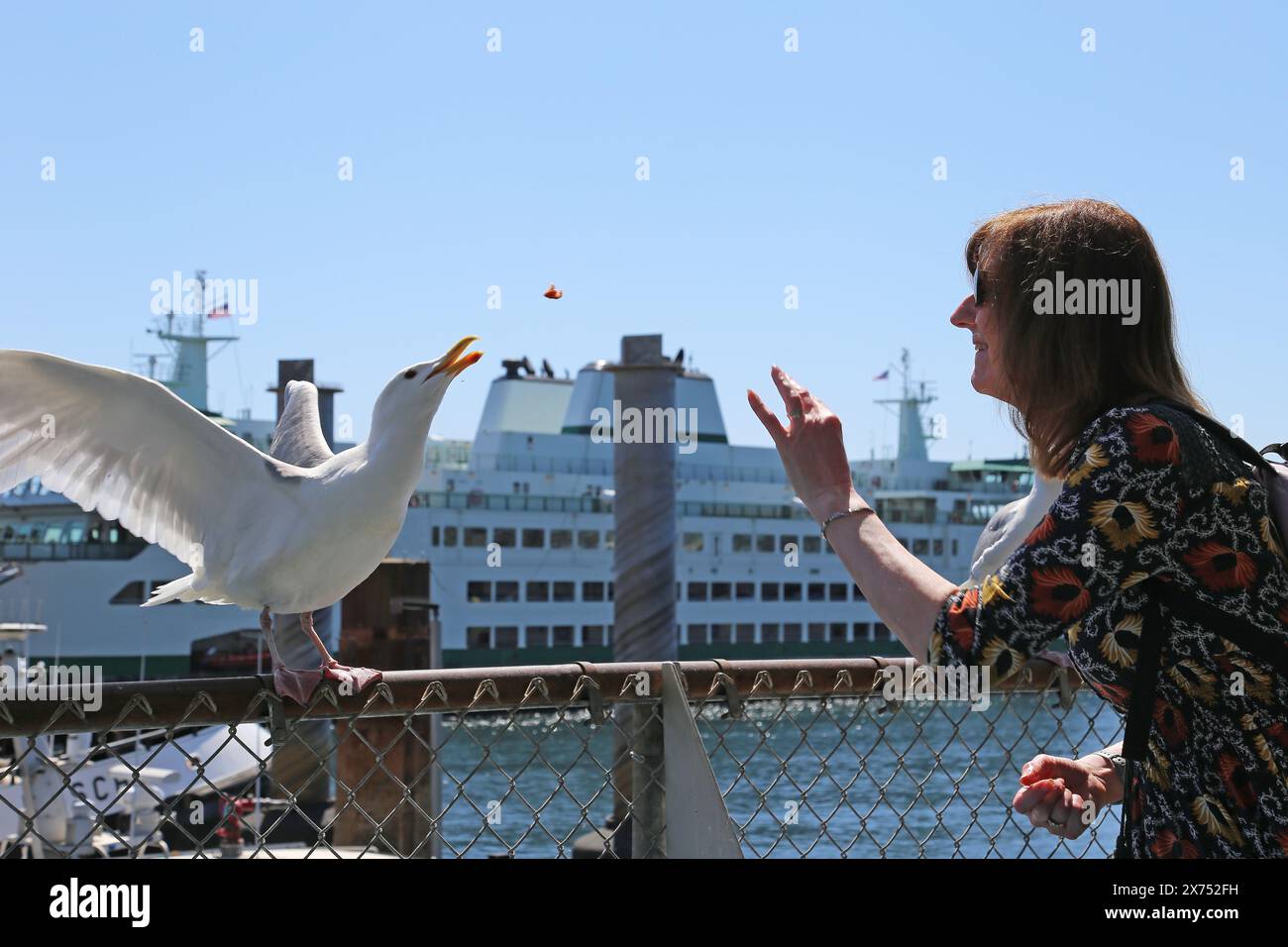 Glaucous-winged Gull (Larus glaucescens), Pier 54, Alaskan Way, Seattle ...