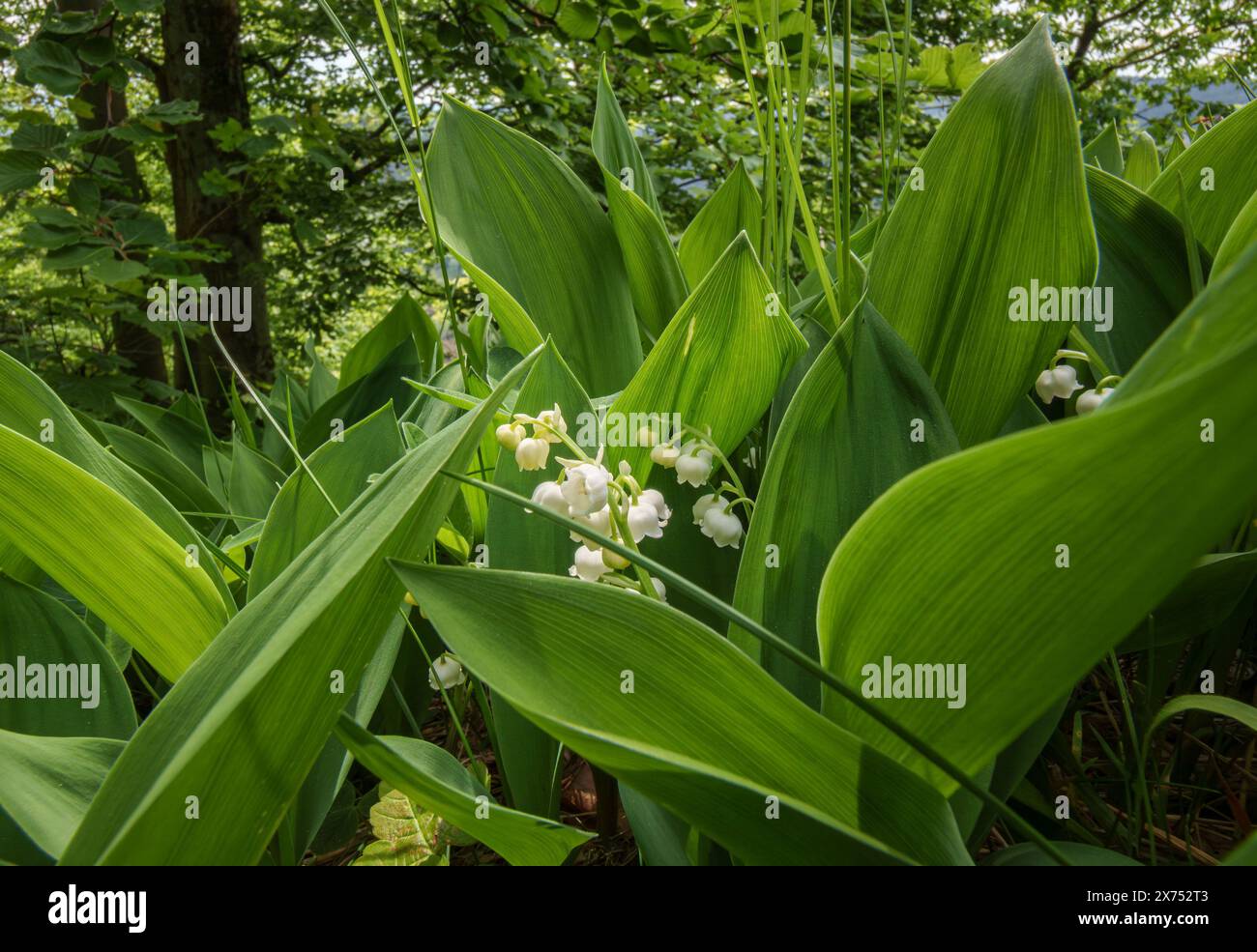 The lily of the valley is a terrestrial plant with white flowers and ...