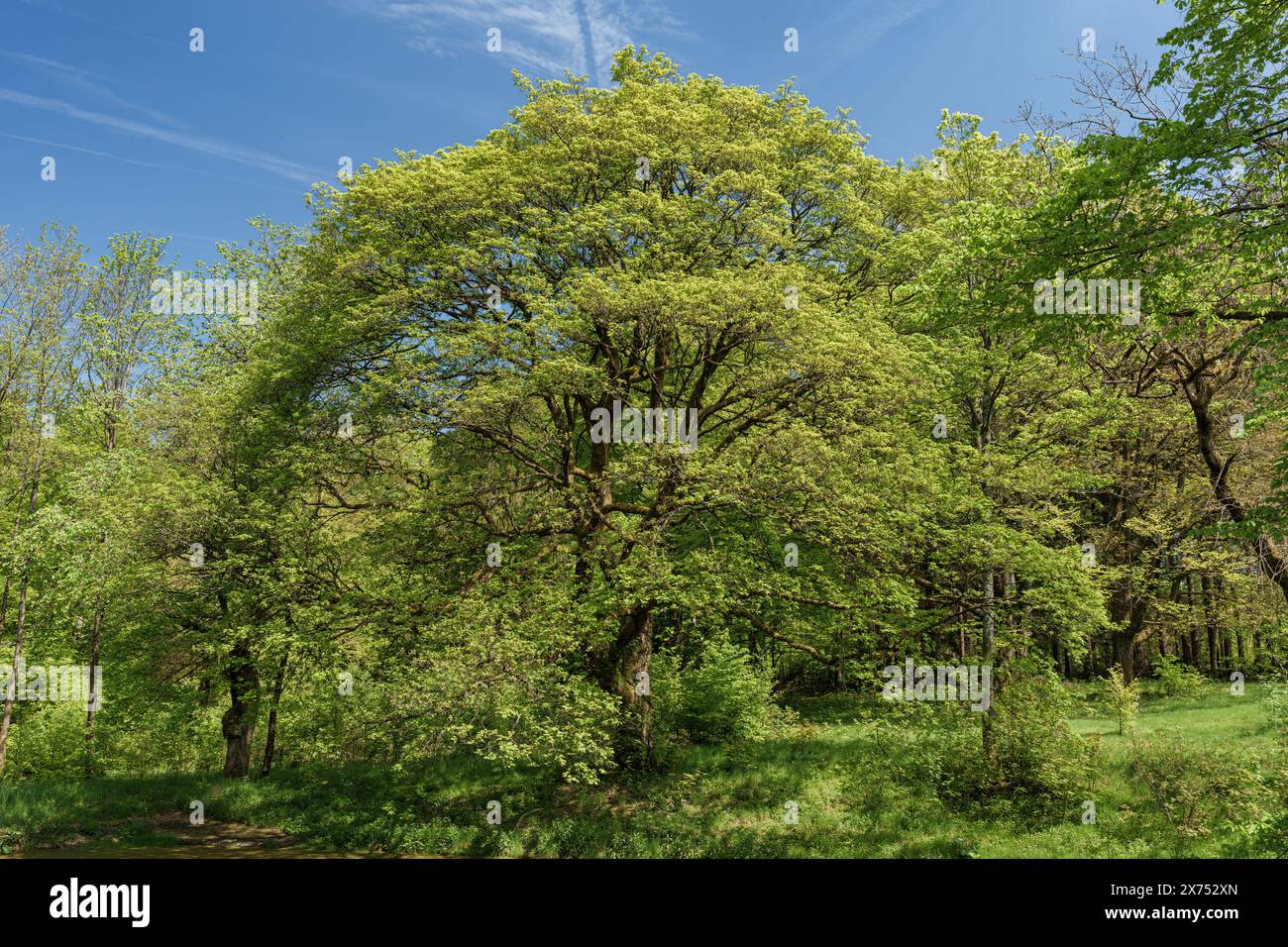 The sun is filtering through the branches of a tall tree, casting ...
