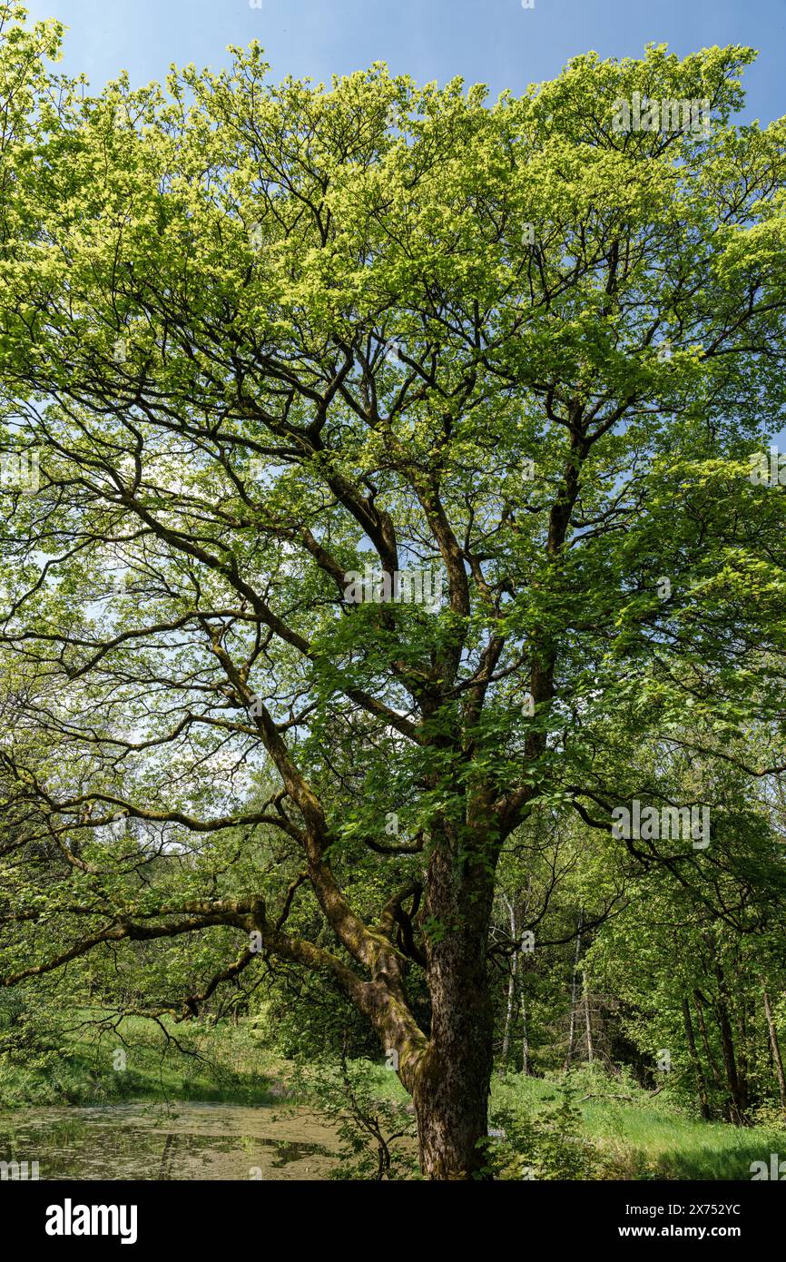 The sun is filtering through the branches of a tall tree, casting ...