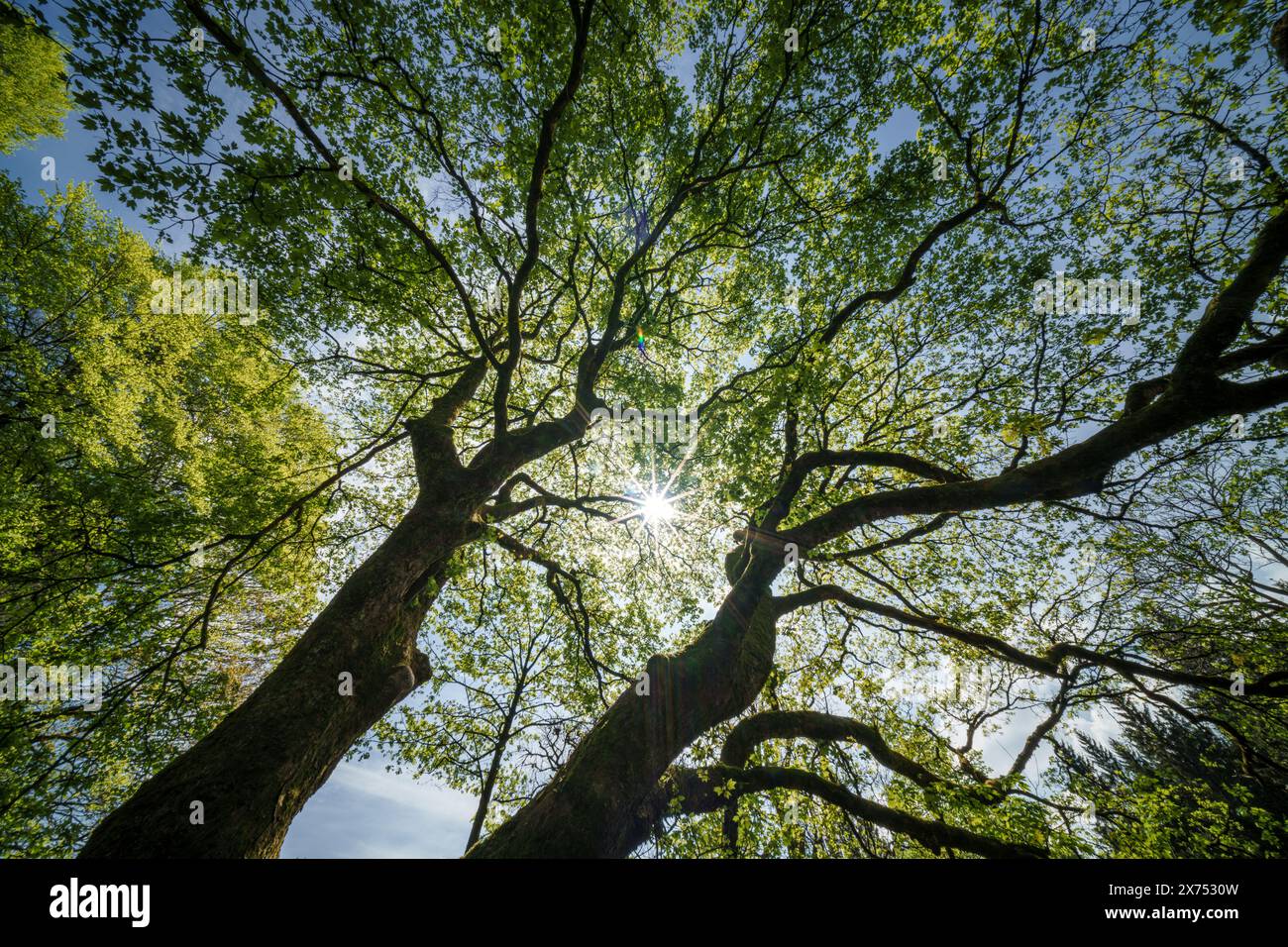 The sun is filtering through the branches of a tall tree, casting ...