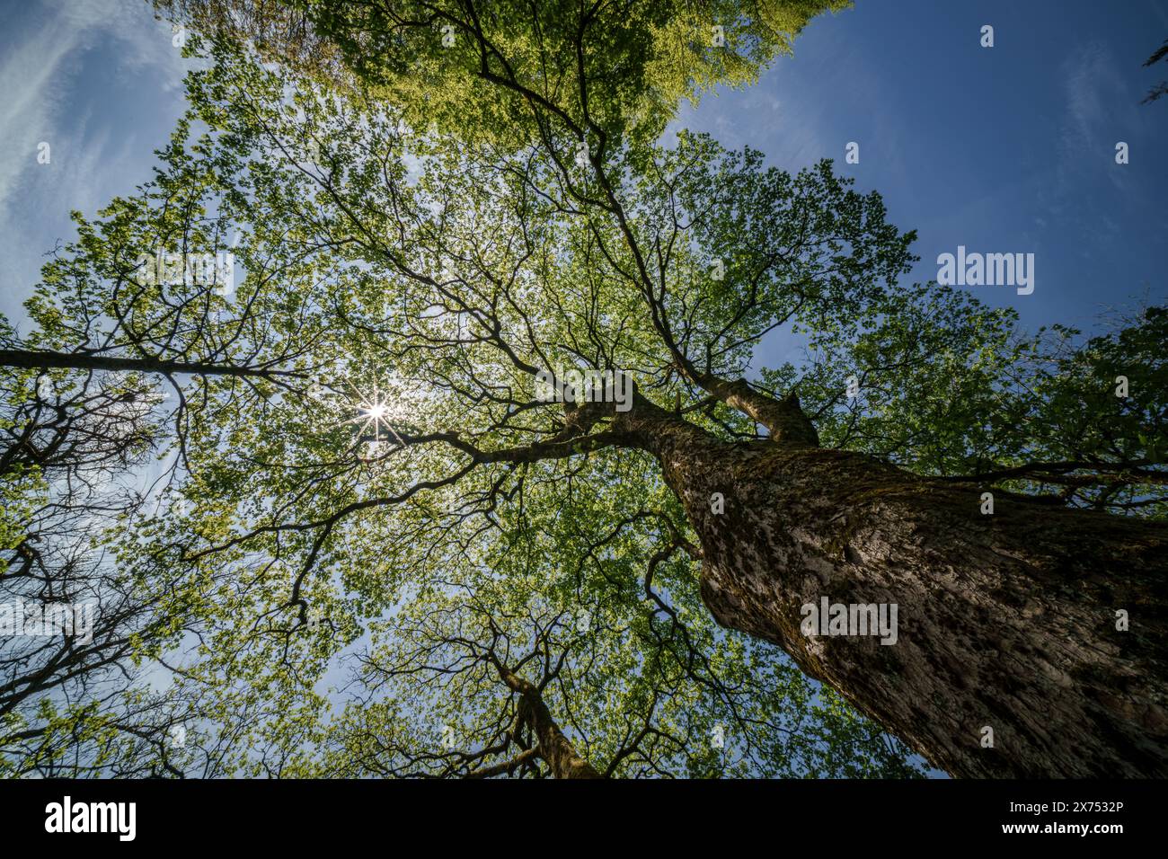 The sun is filtering through the branches of a tall tree, casting ...