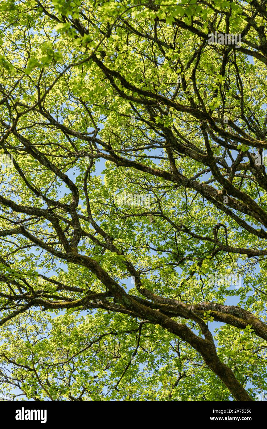 The sun is filtering through the branches of a tall tree, casting ...