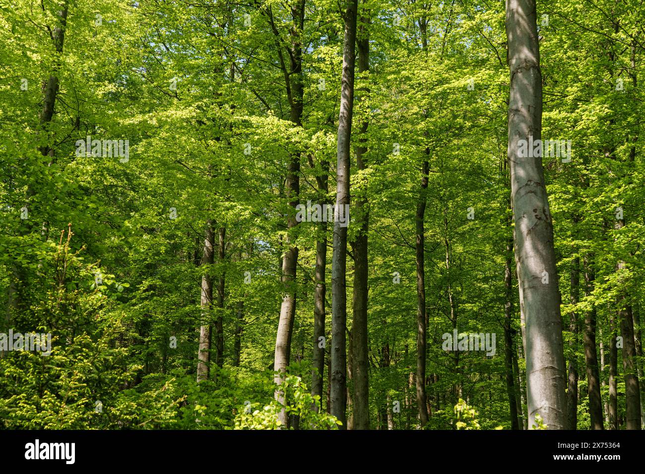 A diverse natural landscape filled with terrestrial plants, including ...