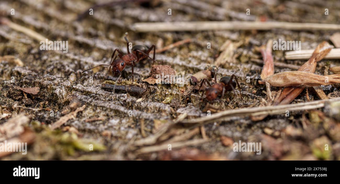 A colony of arthropods, specifically ants, are moving along the ground ...