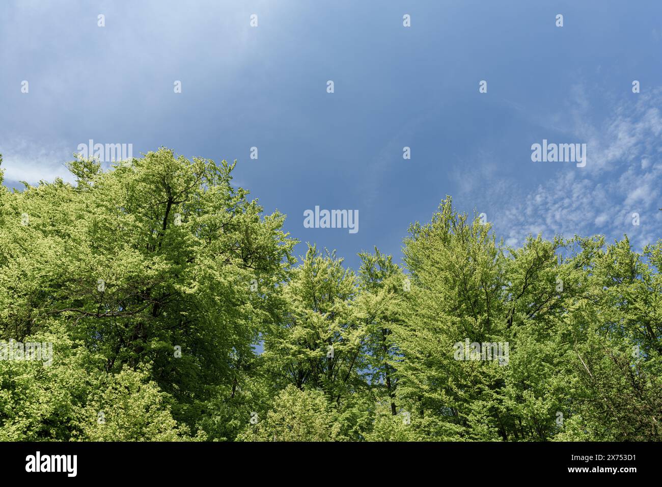 A tall tree belonging to the birch family, with lush green leaves ...