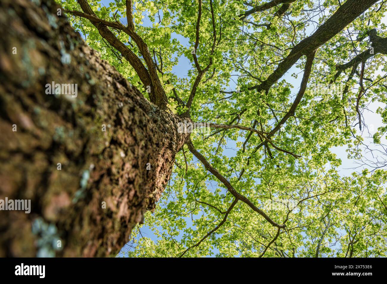 Observing sunlight filtering through the branches of terrestrial plants ...