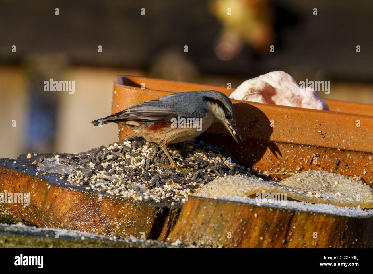 Sitta europaea Family Sittidae Genus Sitta Eurasian nuthatch Wood ...