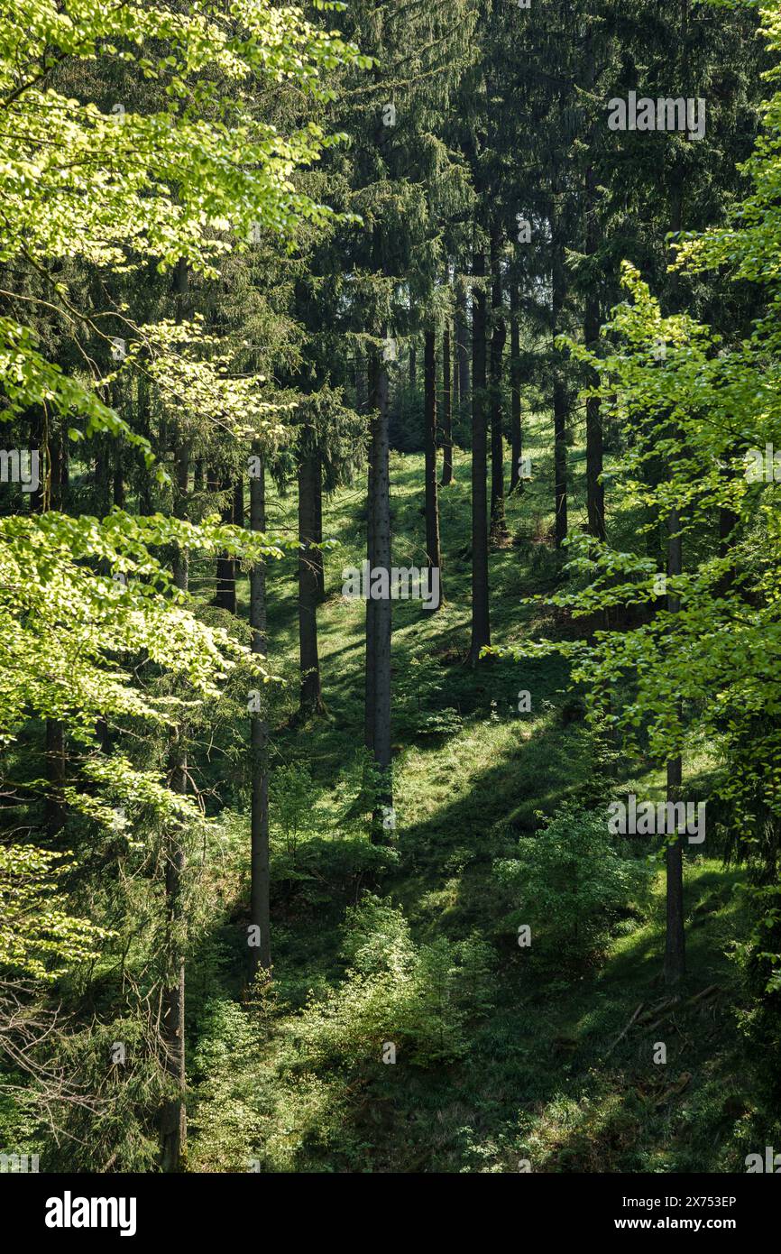 A diverse natural landscape filled with terrestrial plants, including ...