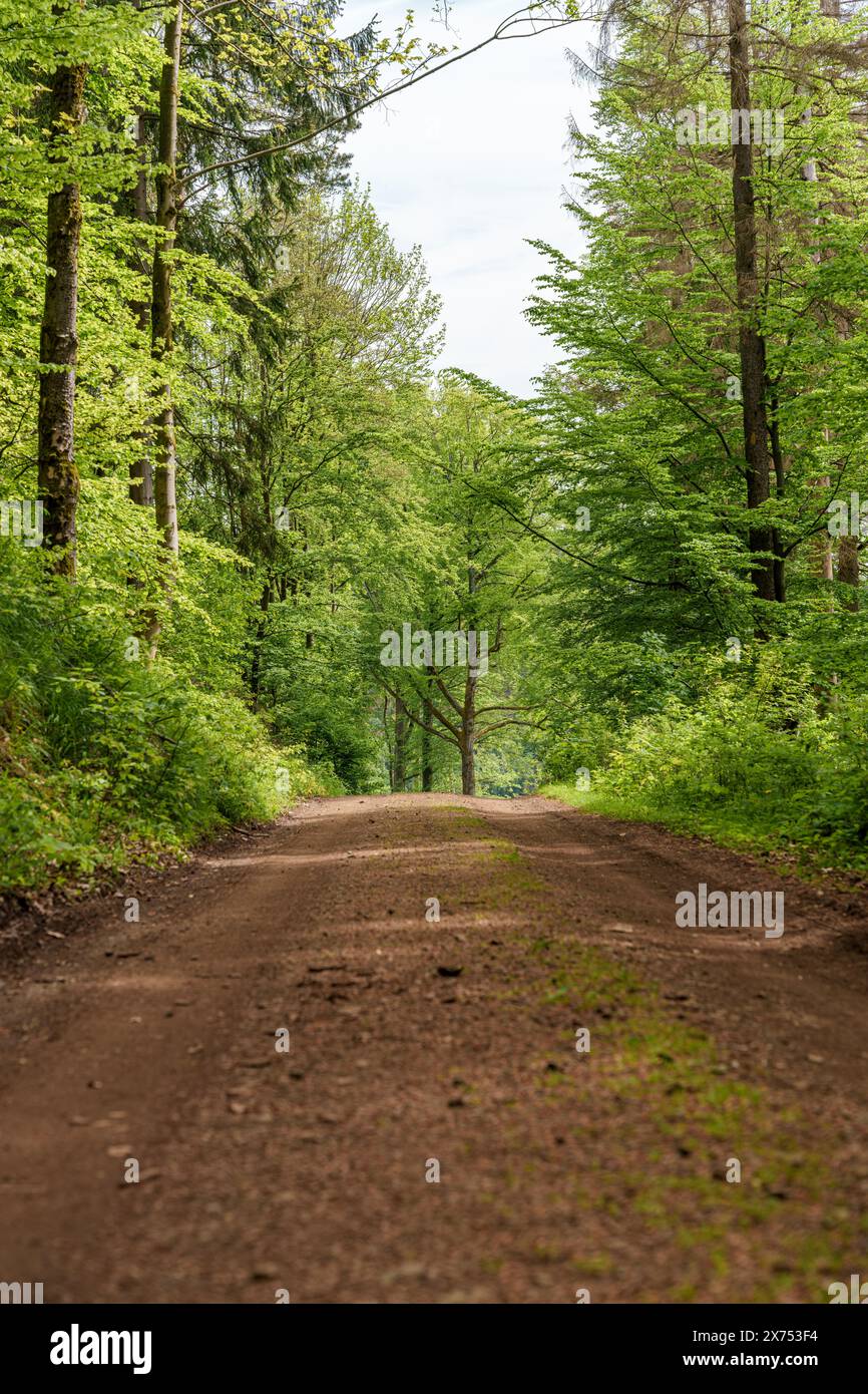 The golden sunlight filters through the larch trees onto the winding ...