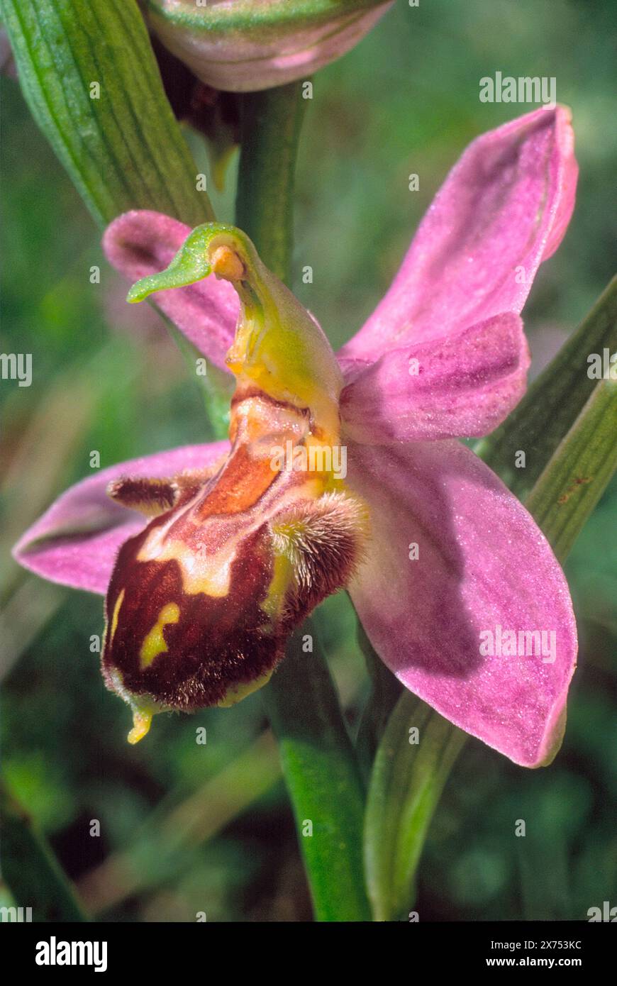 Ophrys apifera subsp. botteronii , Orchidaceae. Bulbous herbaceous ...