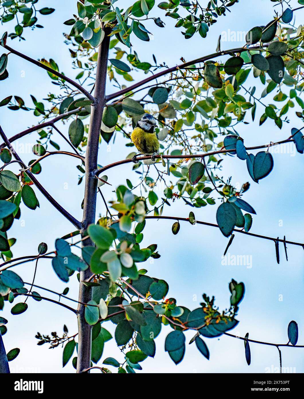 Eucalyptus gunnii 'azura'. hardy tree Stock Photo - Alamy