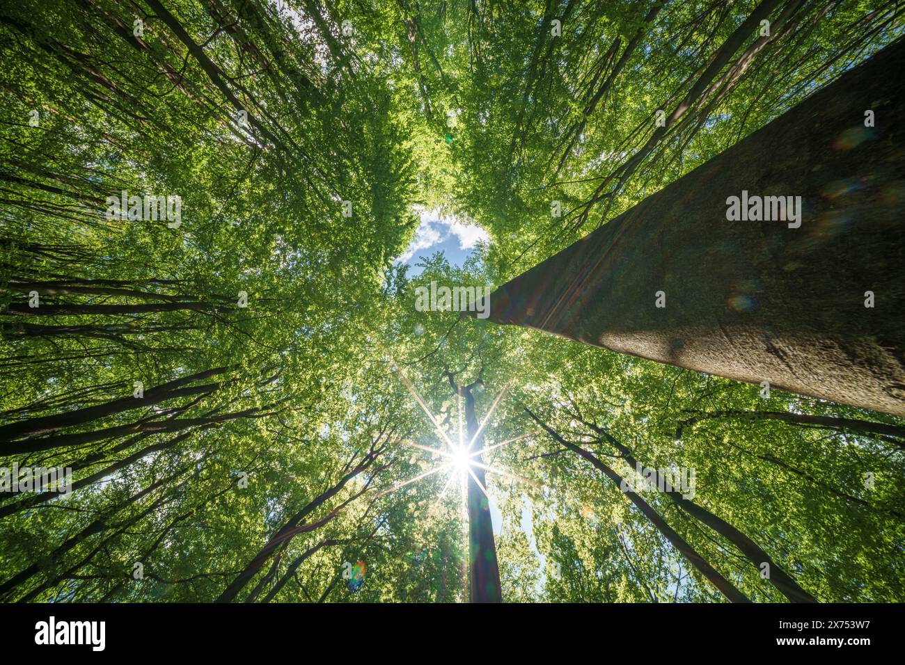 Observing sunlight filtering through the branches of terrestrial plants ...