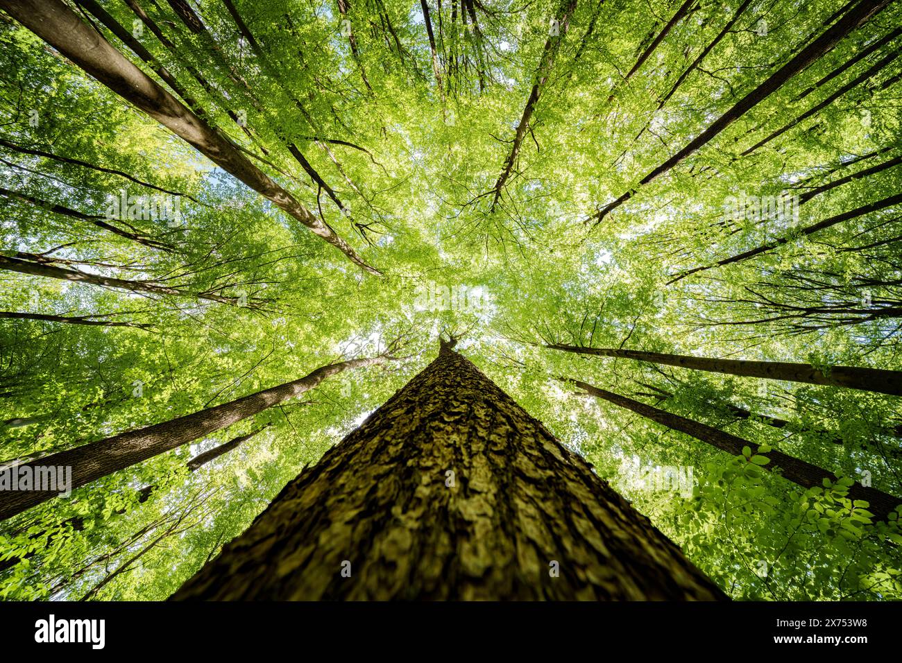 Observing sunlight filtering through the branches of terrestrial plants ...