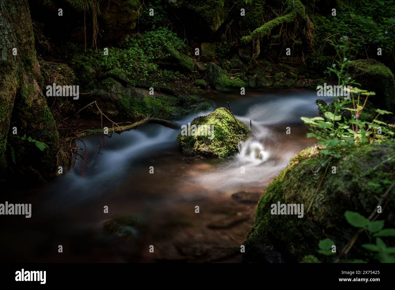 A watercourse meandering through a verdant forest, adorned with ...