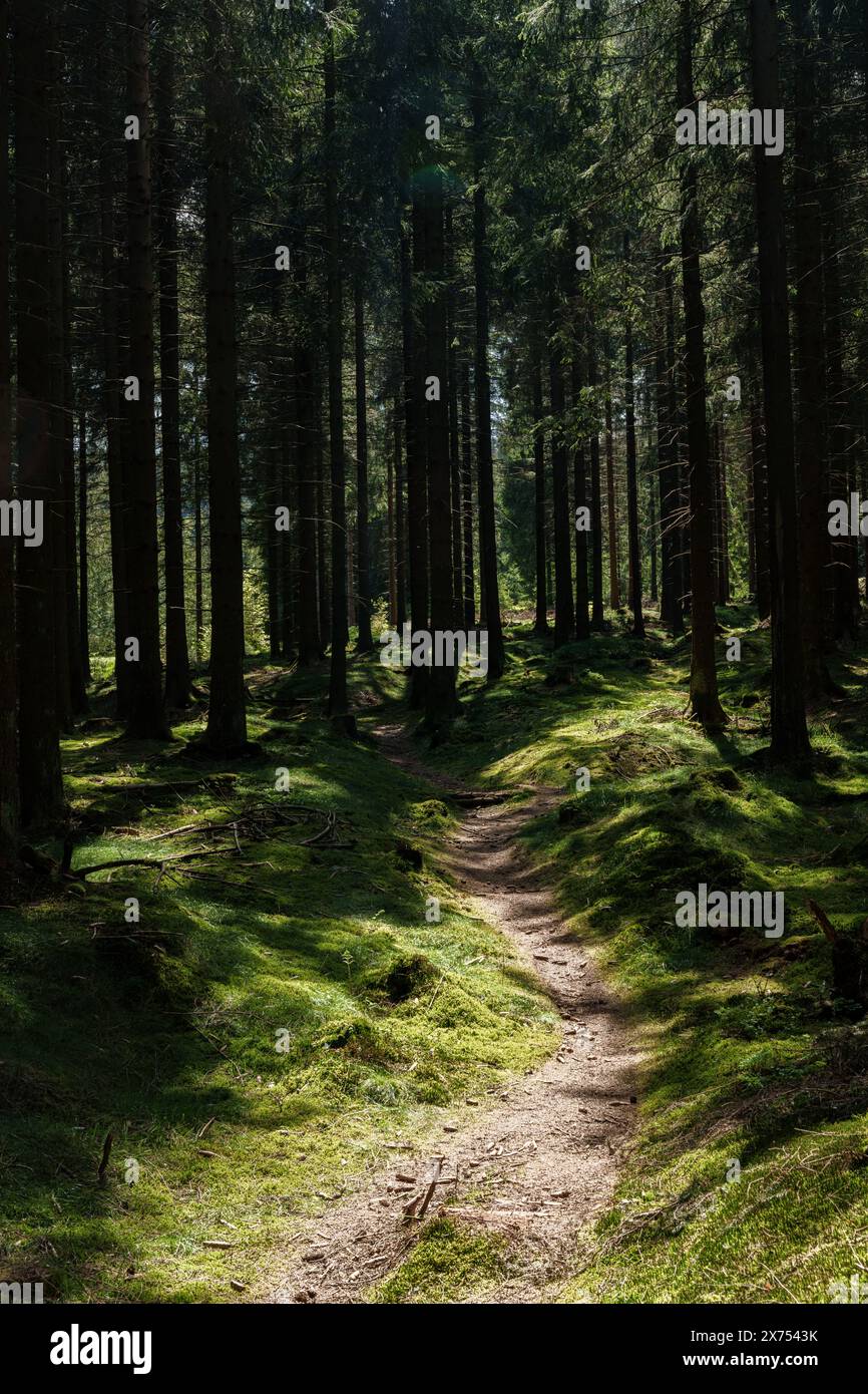 The golden sunlight filters through the larch trees onto the winding ...