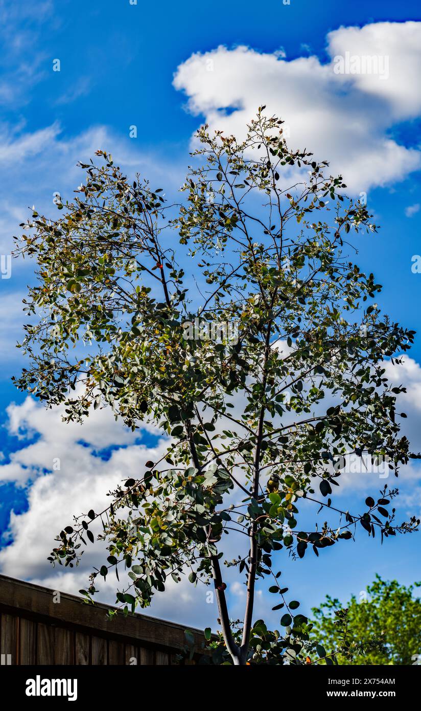 Eucalyptus gunnii 'azura'. hardy tree Stock Photo - Alamy