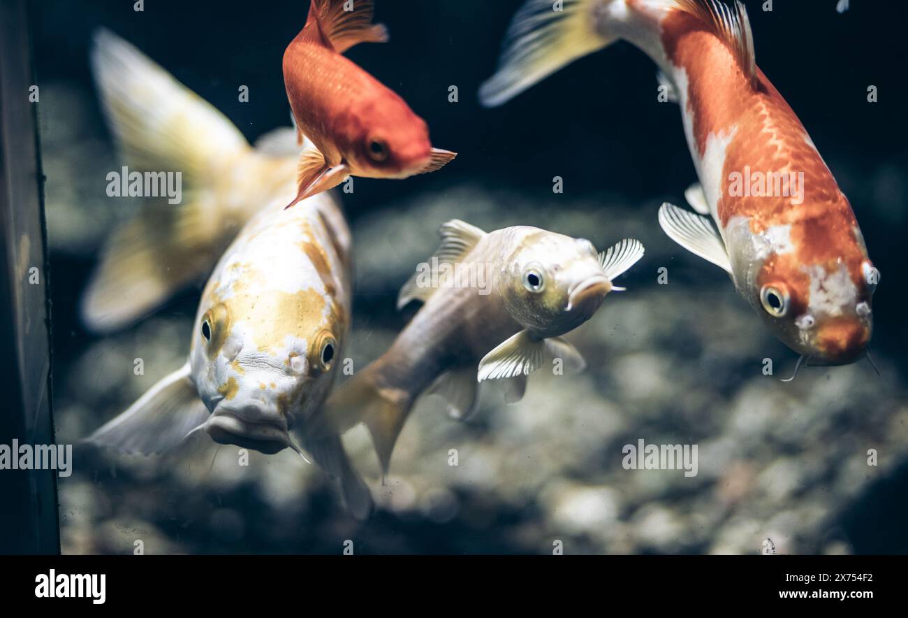 Koi fish water tank in hi-res stock photography and images - Alamy