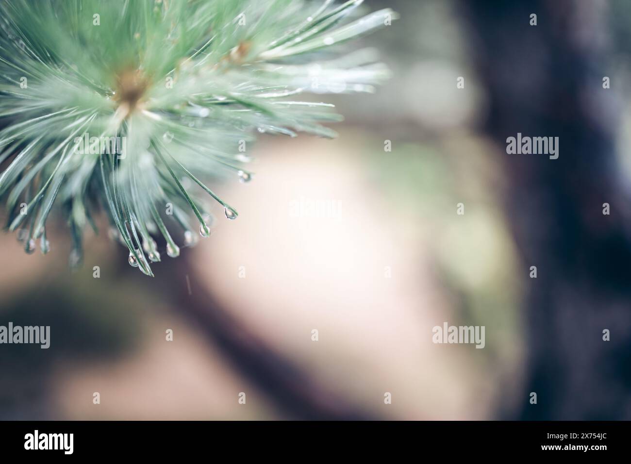 Dew drops glisten like hi-res stock photography and images - Alamy