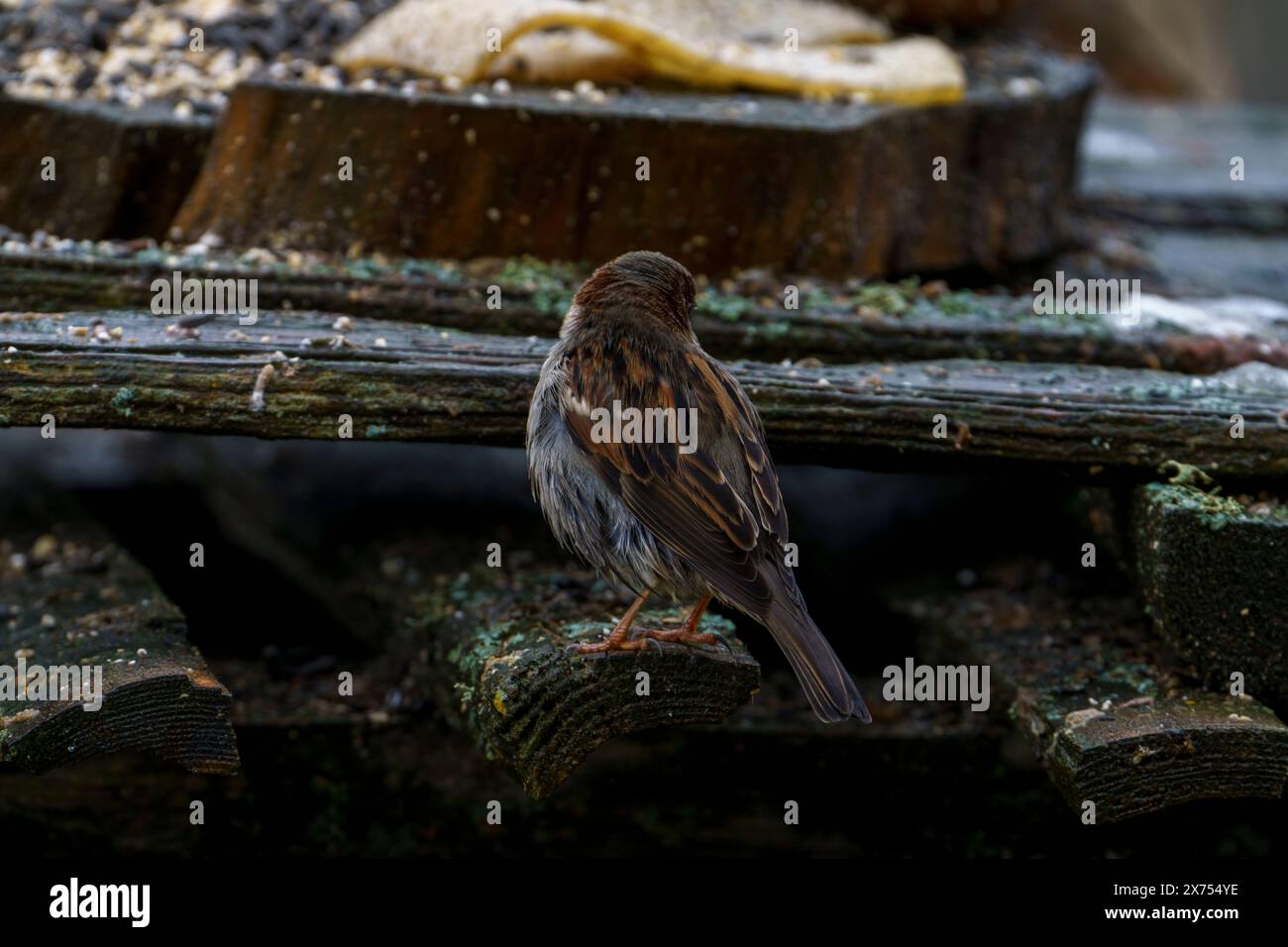Wet Passer domesticus Family Passeridae Genus Passer House sparrow wild ...