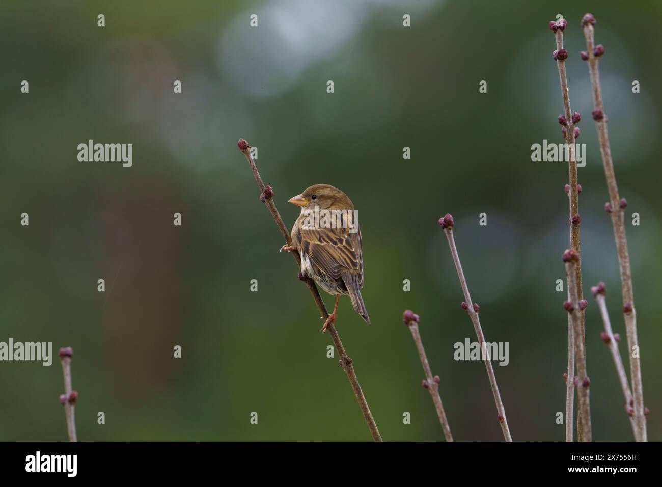 Passer domesticus Family Passeridae Genus Passer House sparrow wild ...