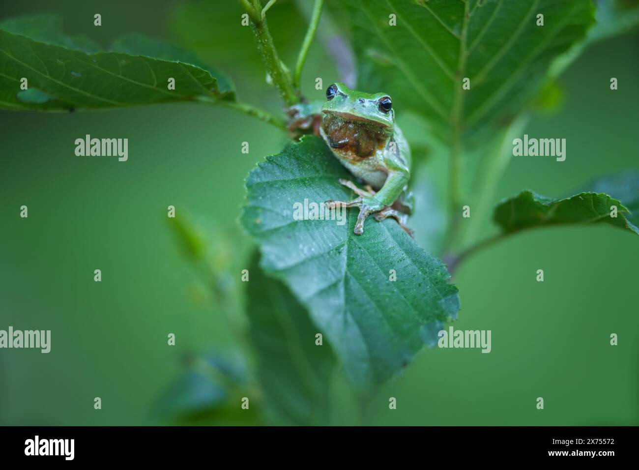 The European tree frog (Hyla arborea) is a small tree frog Stock Photo ...