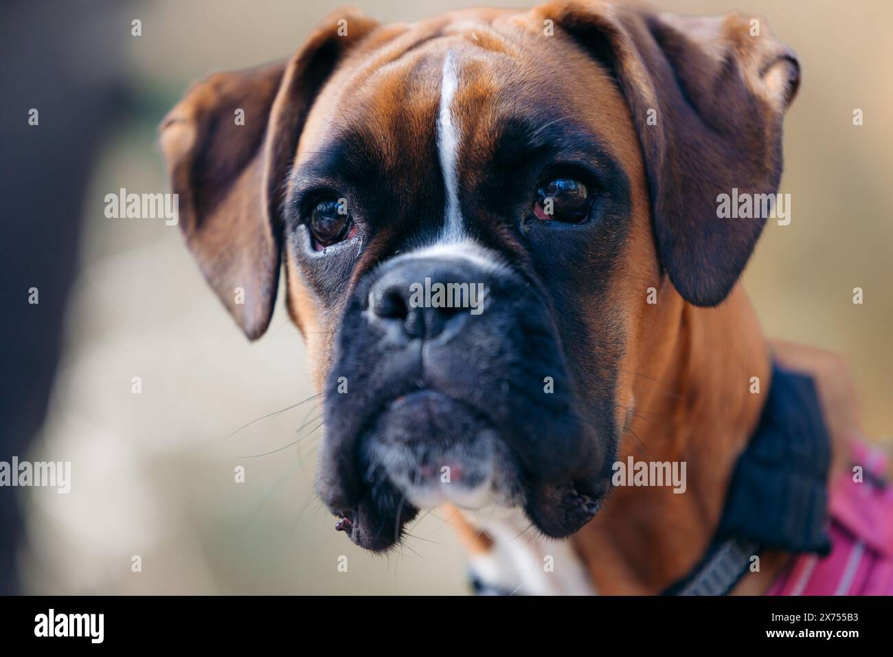 Lovable light brown puppy hi-res stock photography and images - Alamy